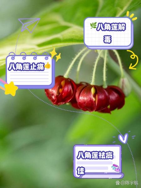 八角莲的功效与作用_八角莲如何种植-第2张图片-山城妙识 八角莲的功效与作用_八角莲如何种植-第2张图片-山城妙识