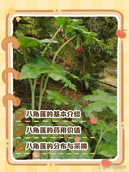 八角莲的功效与作用_八角莲如何种植-第1张图片-山城妙识 八角莲的功效与作用_八角莲如何种植-第1张图片-山城妙识