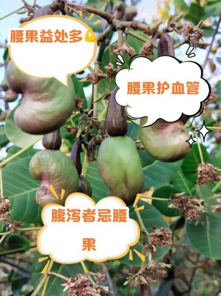 腰果的功效与作用_腰果一天吃多少合适-第3张图片-山城妙识 腰果的功效与作用_腰果一天吃多少合适-第3张图片-山城妙识