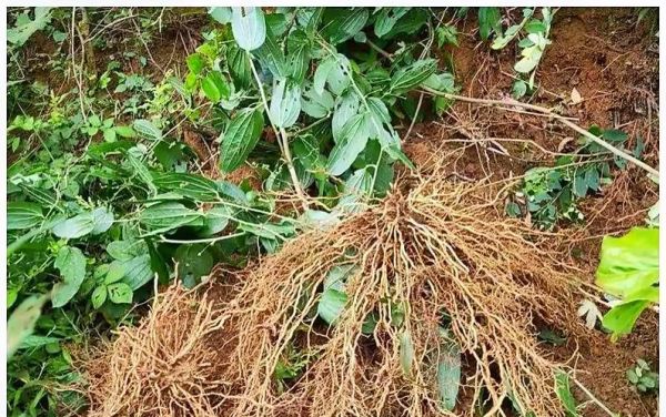 牛尾菜的功效与作用_牛尾菜怎么吃最好-第1张图片-山城妙识 牛尾菜的功效与作用_牛尾菜怎么吃最好-第1张图片-山城妙识