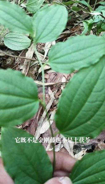 牛尾菜的功效与作用_牛尾菜怎么吃最好-第2张图片-山城妙识 牛尾菜的功效与作用_牛尾菜怎么吃最好-第2张图片-山城妙识
