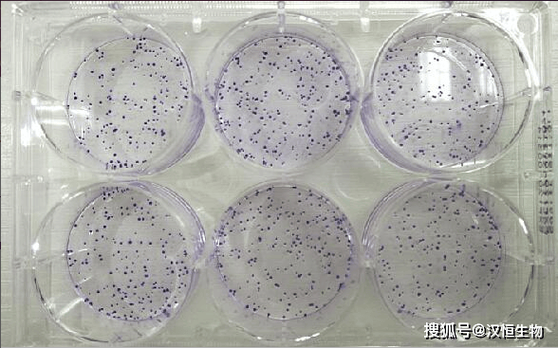 琼脂哪里有卖_琼脂多少钱一斤-第2张图片-山城妙识 琼脂哪里有卖_琼脂多少钱一斤-第2张图片-山城妙识