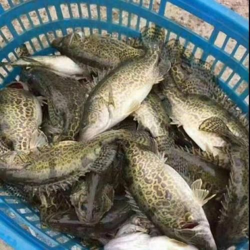 斑鳜鱼多少钱一斤_斑鳜鱼价格行情-第1张图片-山城妙识 斑鳜鱼多少钱一斤_斑鳜鱼价格行情-第1张图片-山城妙识