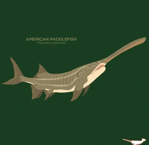 匙吻鲟是国家保护鱼类吗_养殖与法律风险-第1张图片-山城妙识 匙吻鲟是国家保护鱼类吗_养殖与法律风险-第1张图片-山城妙识