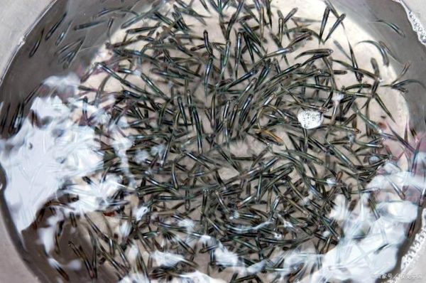 3一5公分泥鳅苗一斤多少尾_泥鳅苗数量计算方法-第1张图片-山城妙识 3一5公分泥鳅苗一斤多少尾_泥鳅苗数量计算方法-第1张图片-山城妙识