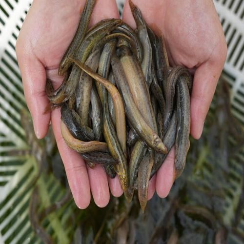 3一5公分泥鳅苗一斤多少尾_泥鳅苗数量计算方法-第3张图片-山城妙识 3一5公分泥鳅苗一斤多少尾_泥鳅苗数量计算方法-第3张图片-山城妙识