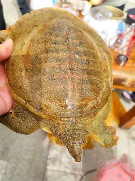 甲鱼市场价多少钱一斤_野生甲鱼价格行情-第2张图片-山城妙识