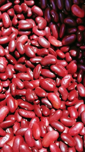 红豆图片高清_哪里下载无水印-第1张图片-山城妙识