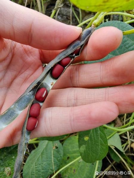 红豆图片高清_哪里下载无水印-第2张图片-山城妙识