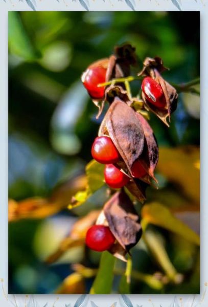 红豆图片高清_哪里下载无水印-第3张图片-山城妙识