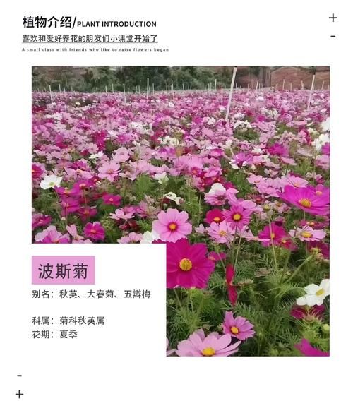 格桑花和波斯菊的区别_哪个更好养-第1张图片-山城妙识 格桑花和波斯菊的区别_哪个更好养-第1张图片-山城妙识