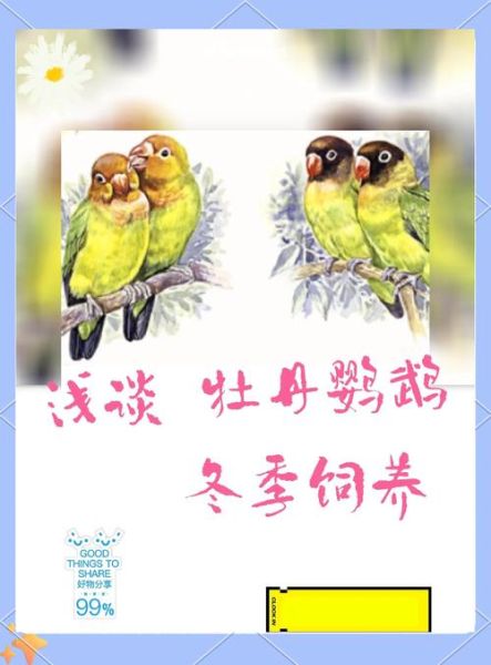 牡丹鹦鹉怎么养_牡丹鹦鹉吃什么食物-第3张图片-山城妙识 牡丹鹦鹉怎么养_牡丹鹦鹉吃什么食物-第3张图片-山城妙识