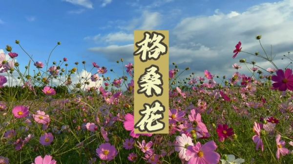 格桑花和波斯菊的区别_哪个更好养-第2张图片-山城妙识 格桑花和波斯菊的区别_哪个更好养-第2张图片-山城妙识