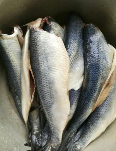 茄汁青鱼高压锅多久_高压锅做茄汁青鱼不腥窍门-第1张图片-山城妙识 茄汁青鱼高压锅多久_高压锅做茄汁青鱼不腥窍门-第1张图片-山城妙识