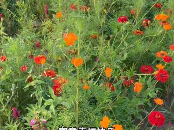 格桑花和波斯菊的区别_哪个更好养-第3张图片-山城妙识 格桑花和波斯菊的区别_哪个更好养-第3张图片-山城妙识