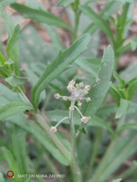 独行菜能吃吗_独行菜怎么吃安全-第2张图片-山城妙识