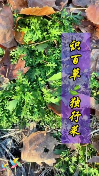 独行菜能吃吗_独行菜怎么吃安全-第3张图片-山城妙识