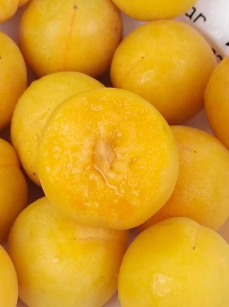 杏梅的功效与作用禁忌_杏梅什么人不能吃-第1张图片-山城妙识 杏梅的功效与作用禁忌_杏梅什么人不能吃-第1张图片-山城妙识