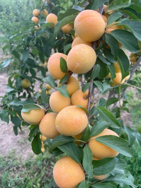 杏梅的功效与作用禁忌_杏梅什么人不能吃-第3张图片-山城妙识 杏梅的功效与作用禁忌_杏梅什么人不能吃-第3张图片-山城妙识