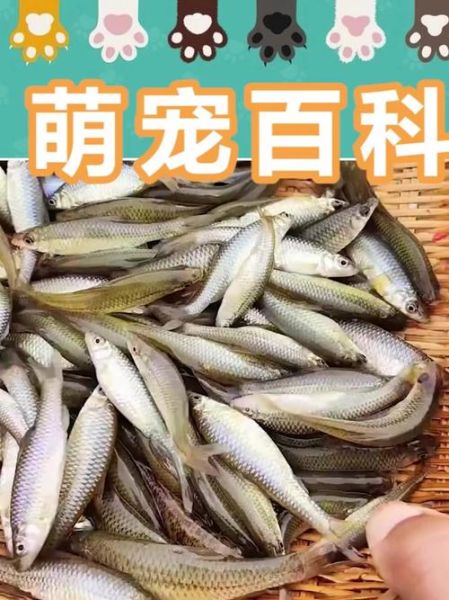 淡水小杂鱼有哪些_常见淡水小杂鱼种类大全-第2张图片-山城妙识 淡水小杂鱼有哪些_常见淡水小杂鱼种类大全-第2张图片-山城妙识