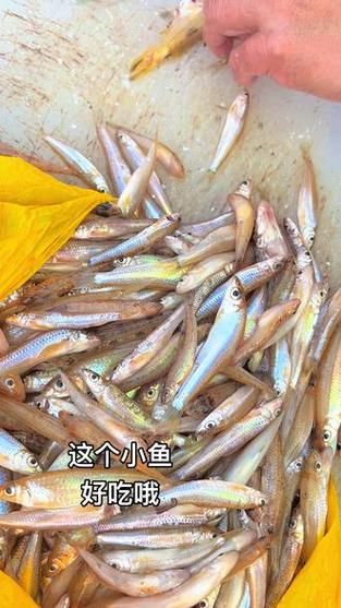 淡水小杂鱼有哪些_常见淡水小杂鱼种类大全-第3张图片-山城妙识 淡水小杂鱼有哪些_常见淡水小杂鱼种类大全-第3张图片-山城妙识