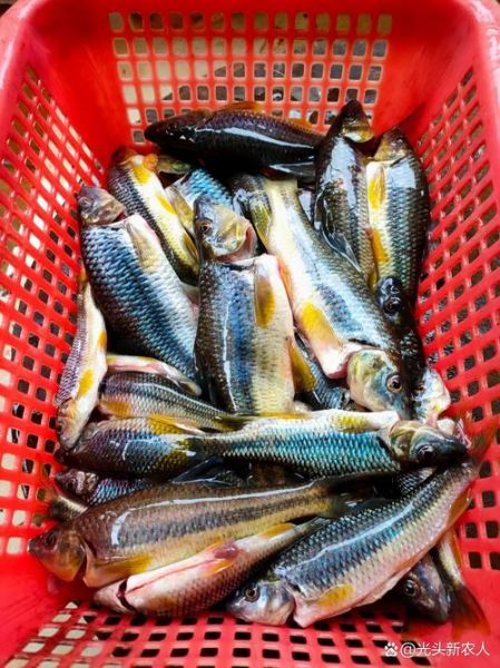 淡水小杂鱼有哪些_常见淡水小杂鱼种类大全-第1张图片-山城妙识 淡水小杂鱼有哪些_常见淡水小杂鱼种类大全-第1张图片-山城妙识