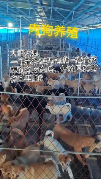 肉狗养殖利润与成本_肉狗养殖赚钱吗-第1张图片-山城妙识 肉狗养殖利润与成本_肉狗养殖赚钱吗-第1张图片-山城妙识