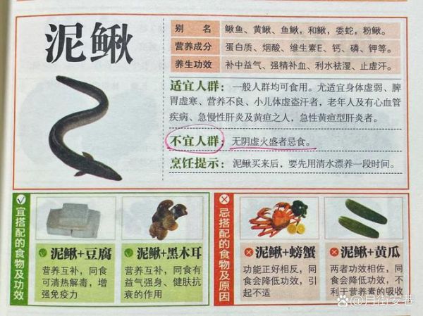 泥鳅的营养价值_泥鳅的功效与作用-第2张图片-山城妙识 泥鳅的营养价值_泥鳅的功效与作用-第2张图片-山城妙识