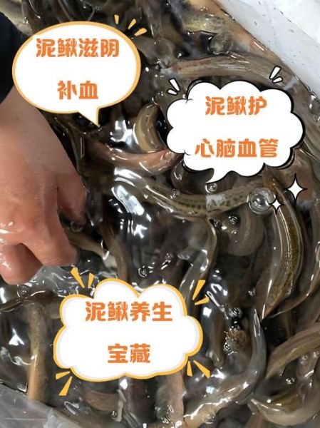 泥鳅的营养价值_泥鳅的功效与作用-第3张图片-山城妙识 泥鳅的营养价值_泥鳅的功效与作用-第3张图片-山城妙识