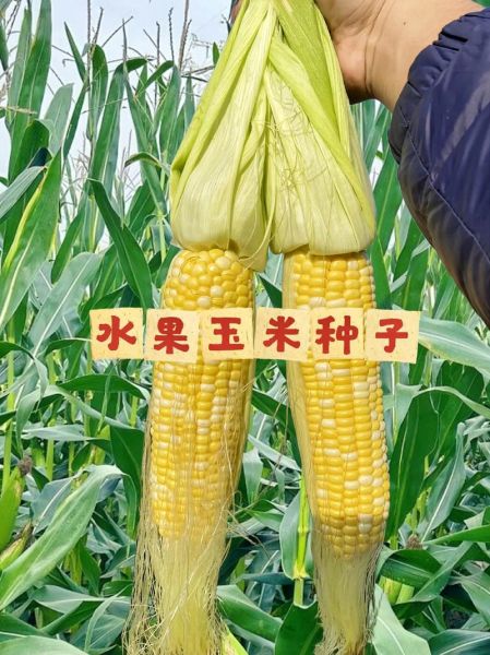 水果玉米种子多少钱一斤_批发价格行情-第3张图片-山城妙识 水果玉米种子多少钱一斤_批发价格行情-第3张图片-山城妙识