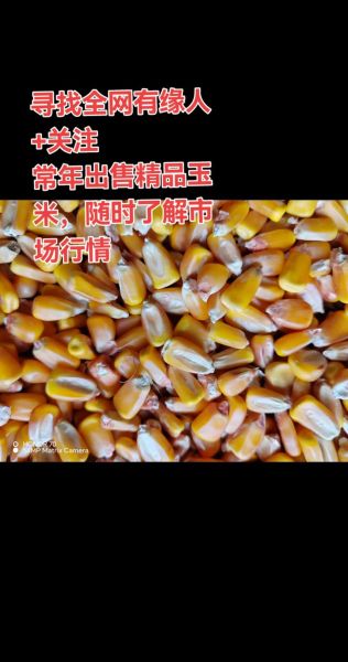山东玉米今日价格_山东玉米多少钱一斤-第3张图片-山城妙识 山东玉米今日价格_山东玉米多少钱一斤-第3张图片-山城妙识