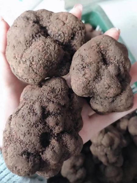 松露多少钱一斤_松露图片真假辨别-第2张图片-山城妙识 松露多少钱一斤_松露图片真假辨别-第2张图片-山城妙识