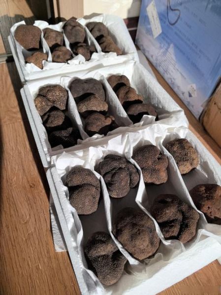 松露多少钱一斤_松露图片真假辨别-第1张图片-山城妙识 松露多少钱一斤_松露图片真假辨别-第1张图片-山城妙识