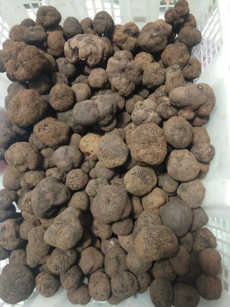 松露多少钱一斤_松露图片真假辨别-第3张图片-山城妙识 松露多少钱一斤_松露图片真假辨别-第3张图片-山城妙识