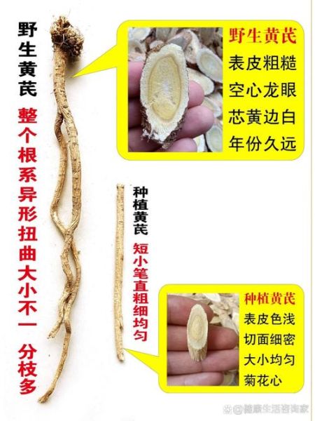 黄芪长什么样子_如何辨别真假黄芪-第2张图片-山城妙识 黄芪长什么样子_如何辨别真假黄芪-第2张图片-山城妙识