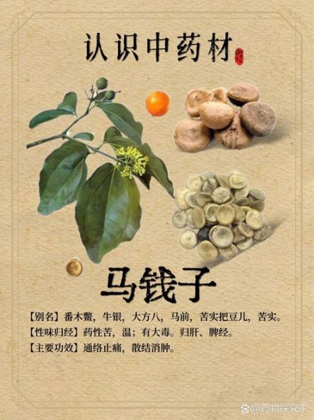 马钱子功效与作用_马钱子毒副作用有哪些-第1张图片-山城妙识
