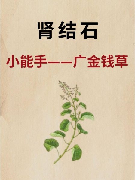 肾结石喝了一个月金钱草_效果到底怎么样-第2张图片-山城妙识 肾结石喝了一个月金钱草_效果到底怎么样-第2张图片-山城妙识