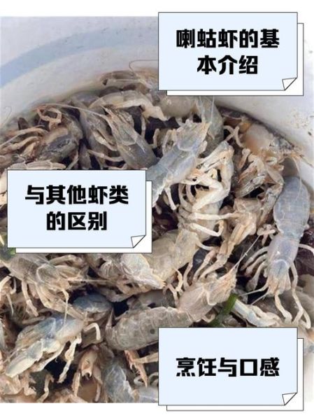 喇蛄是什么_喇蛄和小龙虾区别-第2张图片-山城妙识 喇蛄是什么_喇蛄和小龙虾区别-第2张图片-山城妙识