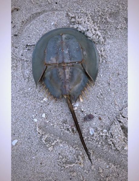 吃鲎犯法吗_鲎多少钱一斤-第1张图片-山城妙识 吃鲎犯法吗_鲎多少钱一斤-第1张图片-山城妙识