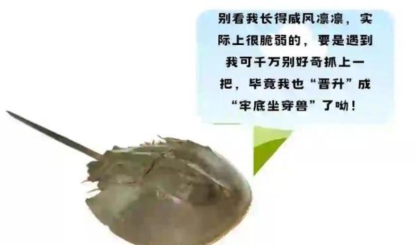 吃鲎犯法吗_鲎多少钱一斤-第3张图片-山城妙识 吃鲎犯法吗_鲎多少钱一斤-第3张图片-山城妙识