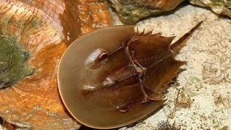 吃鲎犯法吗_鲎多少钱一斤-第2张图片-山城妙识 吃鲎犯法吗_鲎多少钱一斤-第2张图片-山城妙识