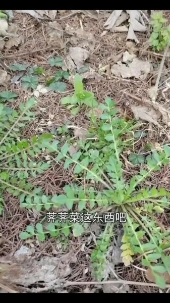 水荠菜图片_如何辨别真假水荠菜-第2张图片-山城妙识 水荠菜图片_如何辨别真假水荠菜-第2张图片-山城妙识