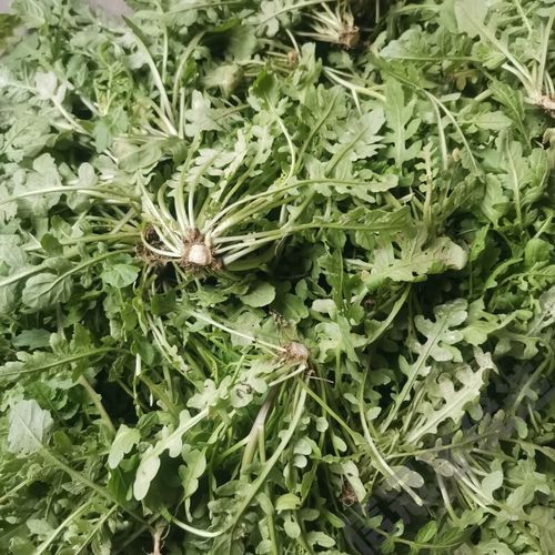 水荠菜图片_如何辨别真假水荠菜-第3张图片-山城妙识 水荠菜图片_如何辨别真假水荠菜-第3张图片-山城妙识