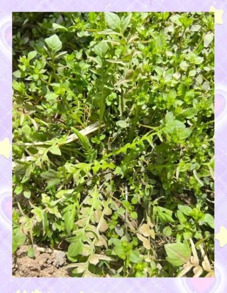 水荠菜图片_如何辨别真假水荠菜-第1张图片-山城妙识 水荠菜图片_如何辨别真假水荠菜-第1张图片-山城妙识