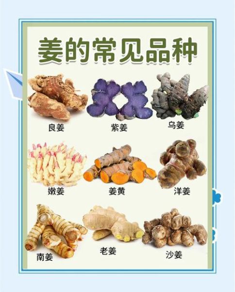 生姜的功效与作用_生姜的营养价值-第3张图片-山城妙识 生姜的功效与作用_生姜的营养价值-第3张图片-山城妙识