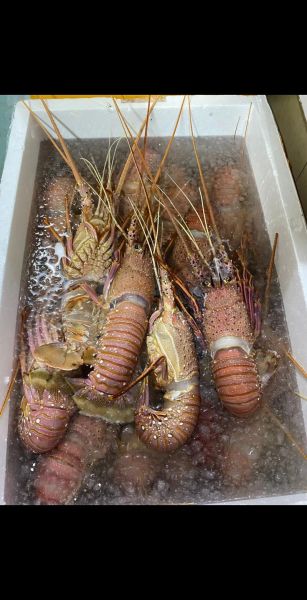 世界上最大的巨型龙虾有多大_巨型龙虾能活多久-第3张图片-山城妙识 世界上最大的巨型龙虾有多大_巨型龙虾能活多久-第3张图片-山城妙识