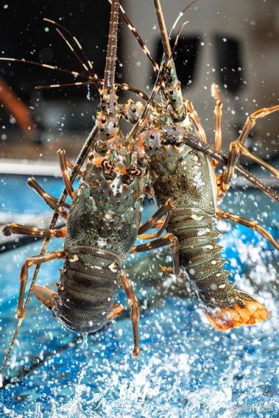 世界上最大的巨型龙虾有多大_巨型龙虾能活多久-第2张图片-山城妙识 世界上最大的巨型龙虾有多大_巨型龙虾能活多久-第2张图片-山城妙识