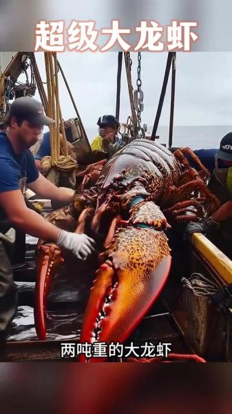 世界上最大的巨型龙虾有多大_巨型龙虾能活多久-第1张图片-山城妙识 世界上最大的巨型龙虾有多大_巨型龙虾能活多久-第1张图片-山城妙识