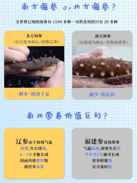 水发海参多少钱一斤_水发海参价格怎么算-第1张图片-山城妙识 水发海参多少钱一斤_水发海参价格怎么算-第1张图片-山城妙识