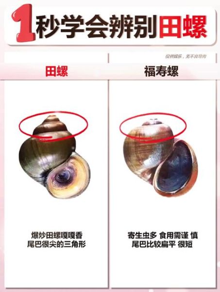 田螺图片大全大图_如何挑选高清田螺图-第1张图片-山城妙识 田螺图片大全大图_如何挑选高清田螺图-第1张图片-山城妙识